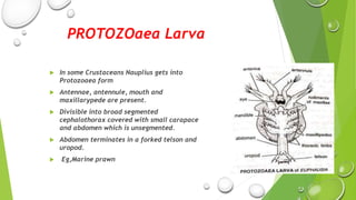 Crustacean larva .pptx