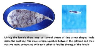 Crustacean parasite | PPTX