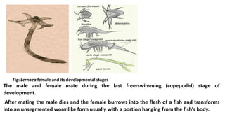 Crustacean parasite | PPTX