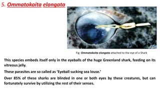 Crustacean parasite | PPTX