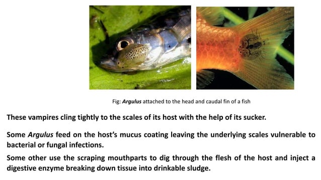 Crustacean parasite | PPTX | Fish and Aquariums | Pets