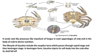Crustacean parasite | PPTX