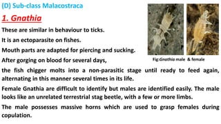 Crustacean parasite | PPTX