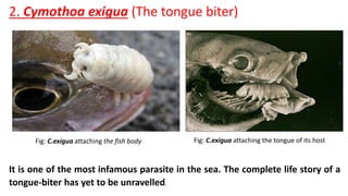 Crustacean parasite | PPTX