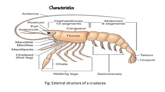 Crustaceans Diagram