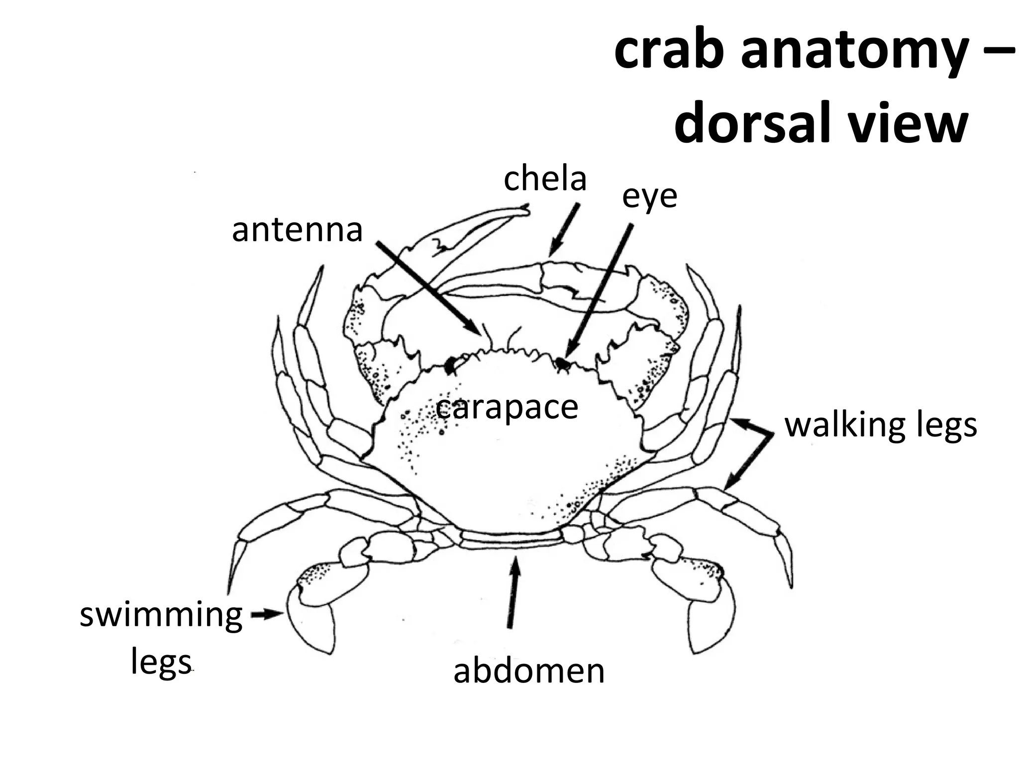 Crustacean powerpoint | PPT