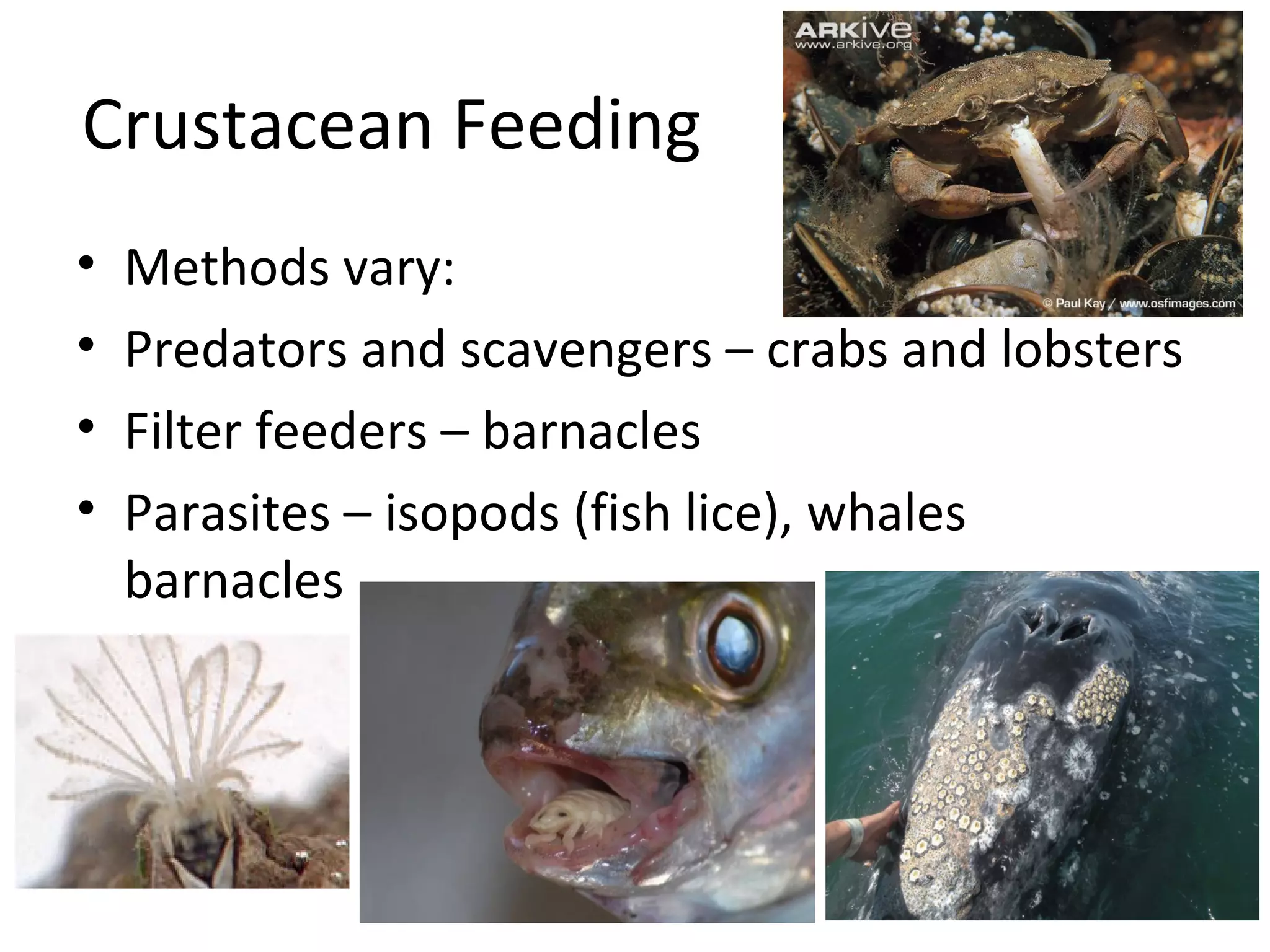Crustacean powerpoint | PPT