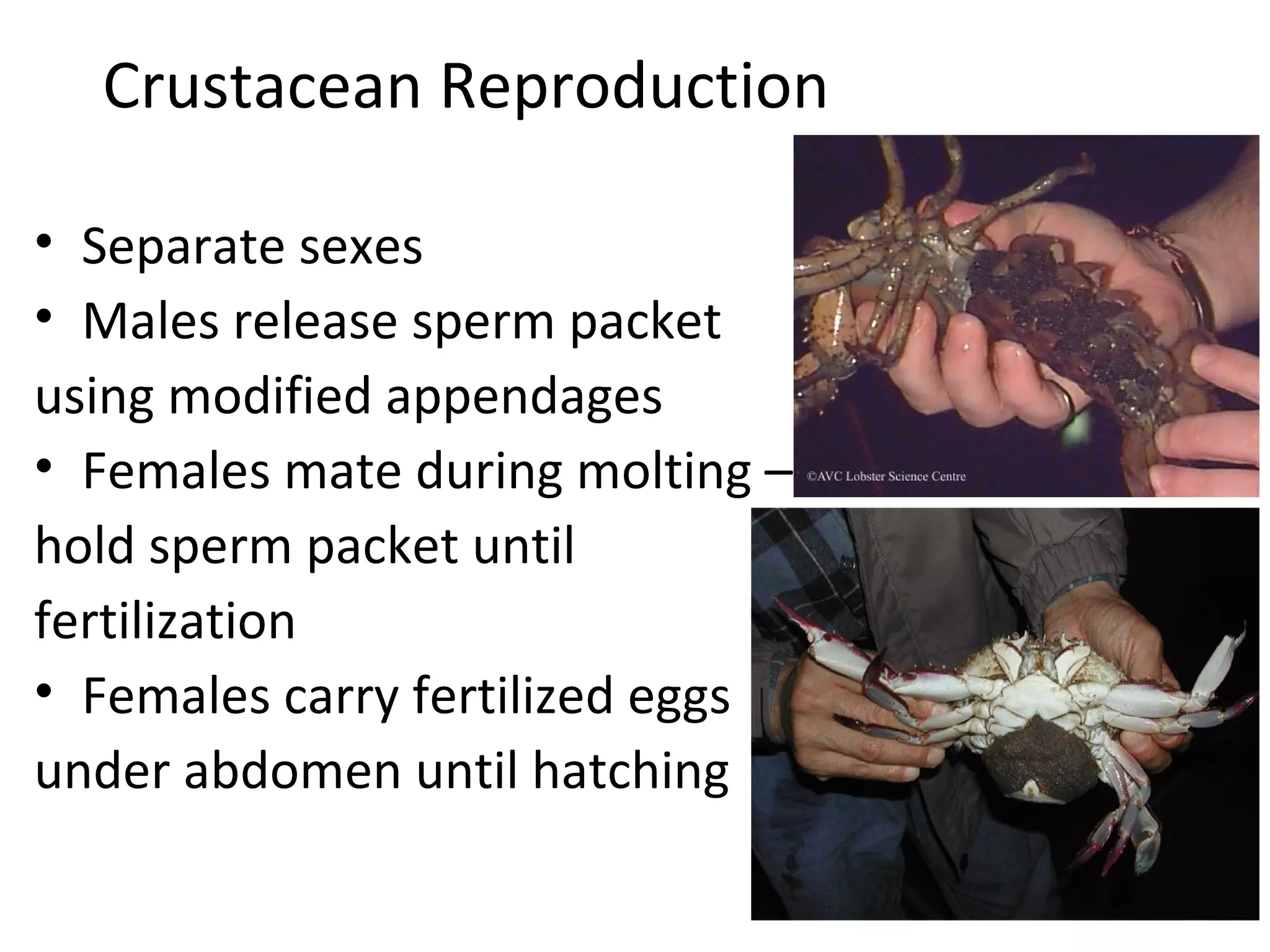Crustacean powerpoint | PPT
