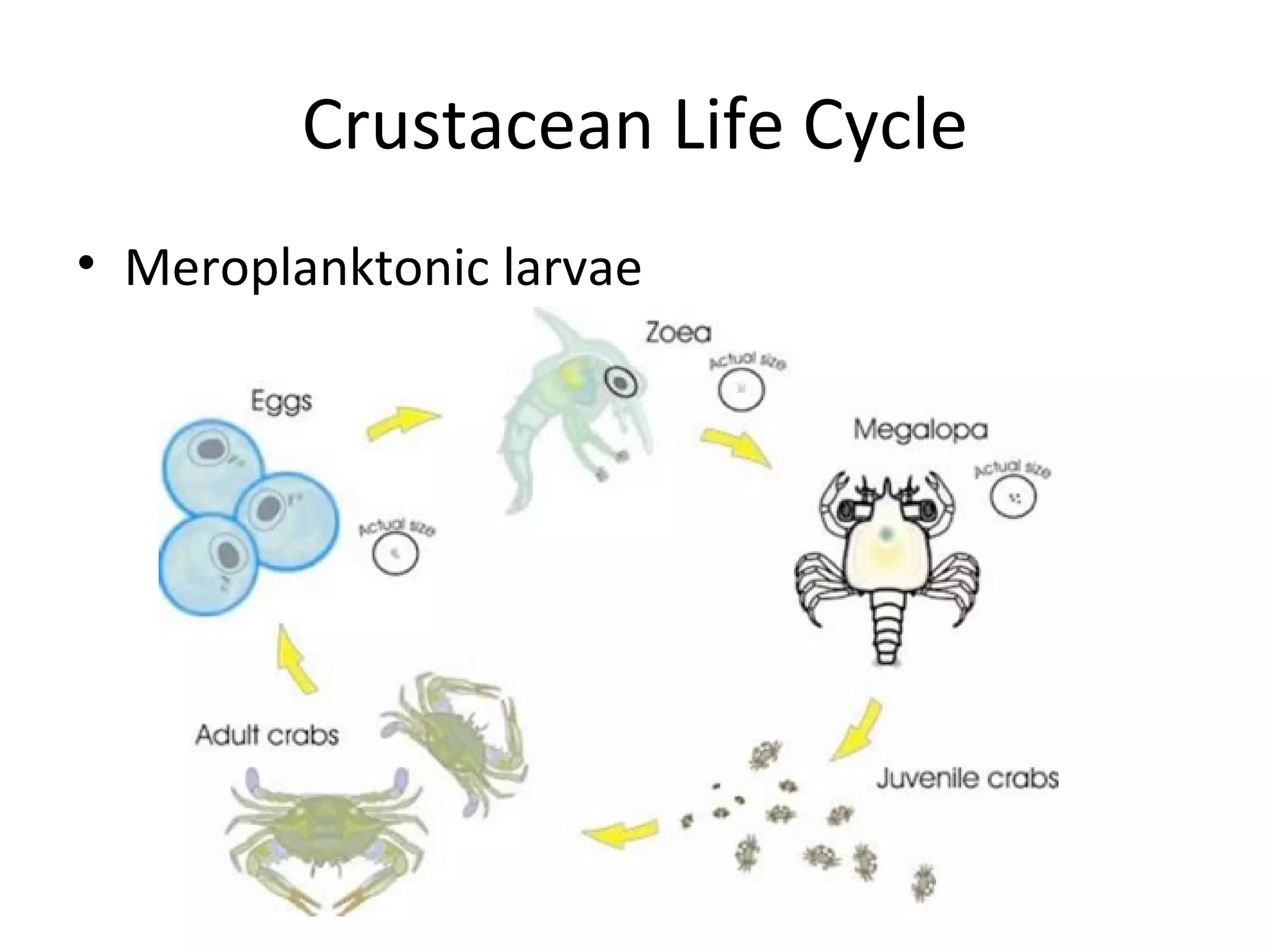 Crustacean powerpoint | PPT