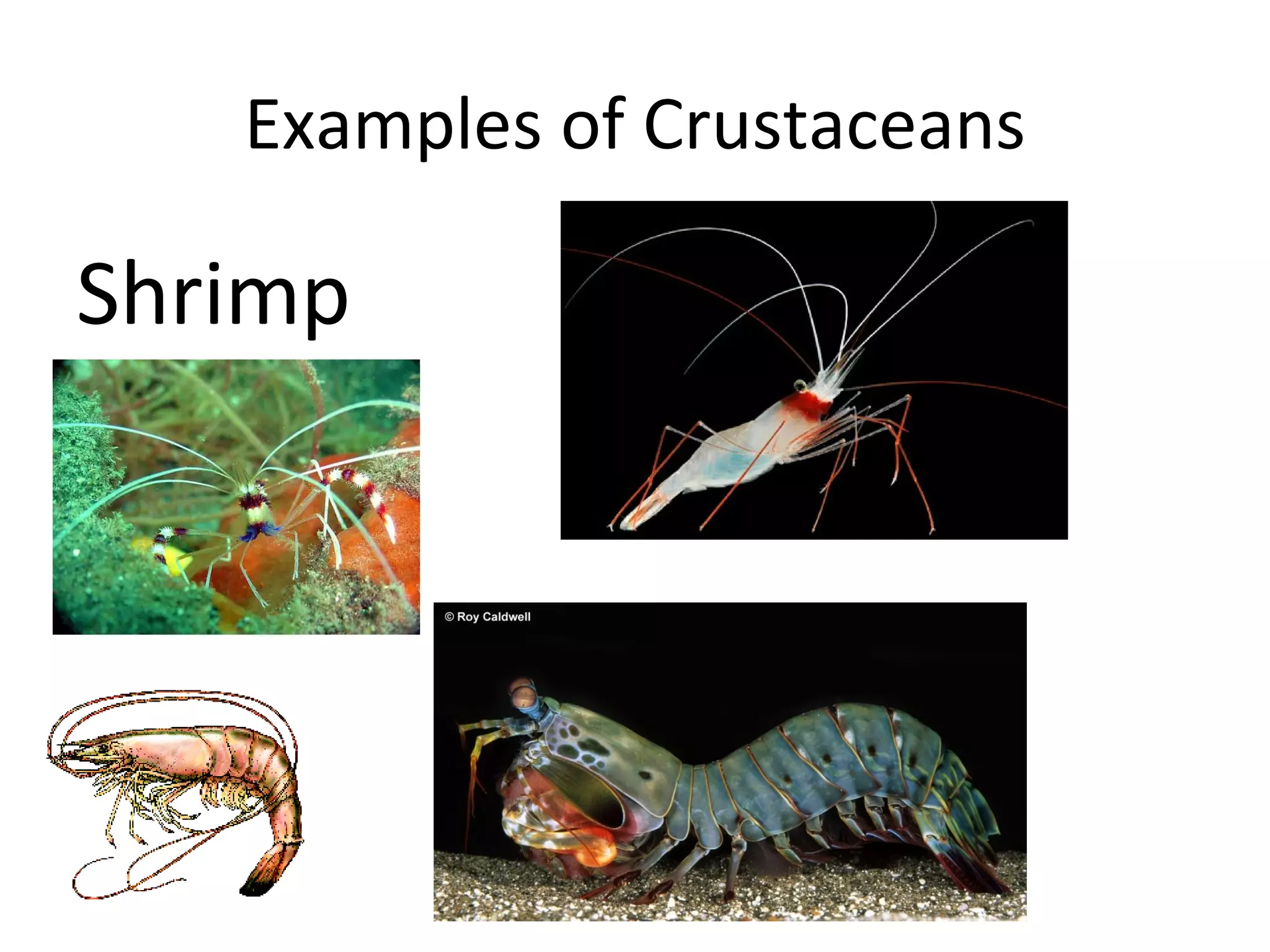 Crustacean powerpoint | PPT