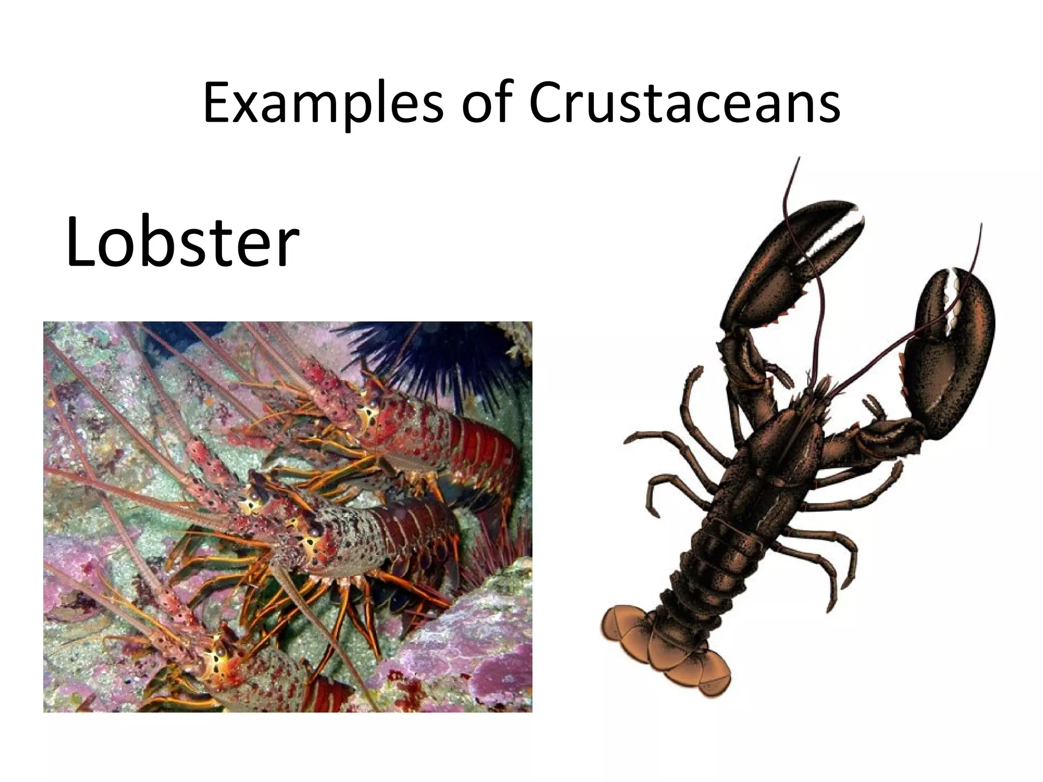 Crustacean powerpoint | PPT