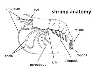 Crustacean powerpoint | PPT