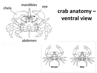 Crustacean powerpoint | PPT