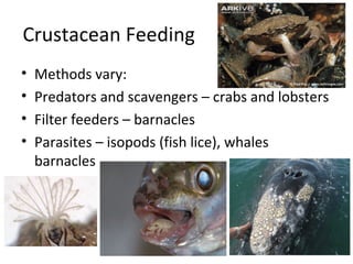 Crustacean powerpoint | PPT
