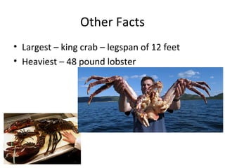 Crustacean powerpoint | PPT