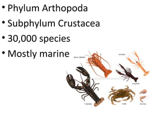 Invertebrates Crustaceans