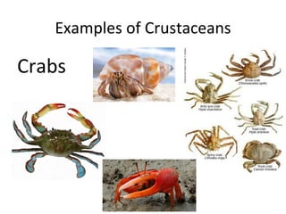 Examples Of Crustaceans