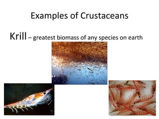 Crustaceans Examples