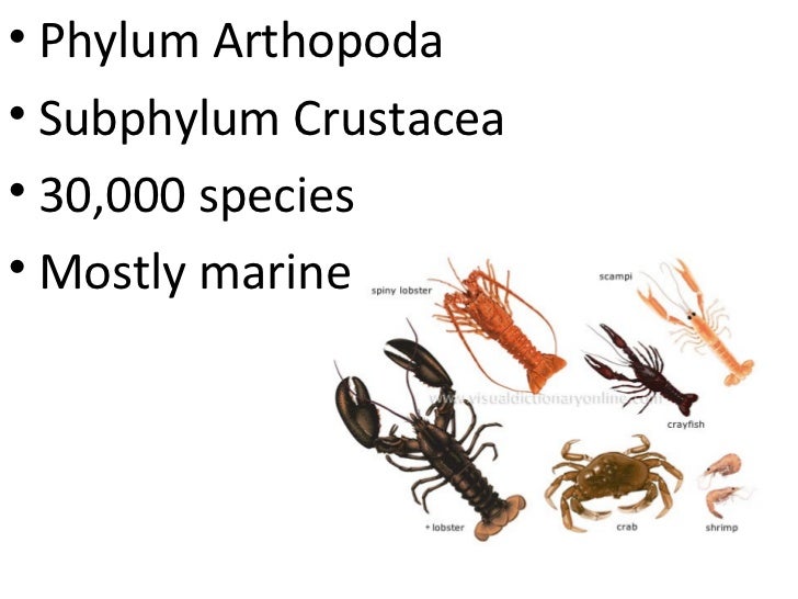 Crustacean powerpoint