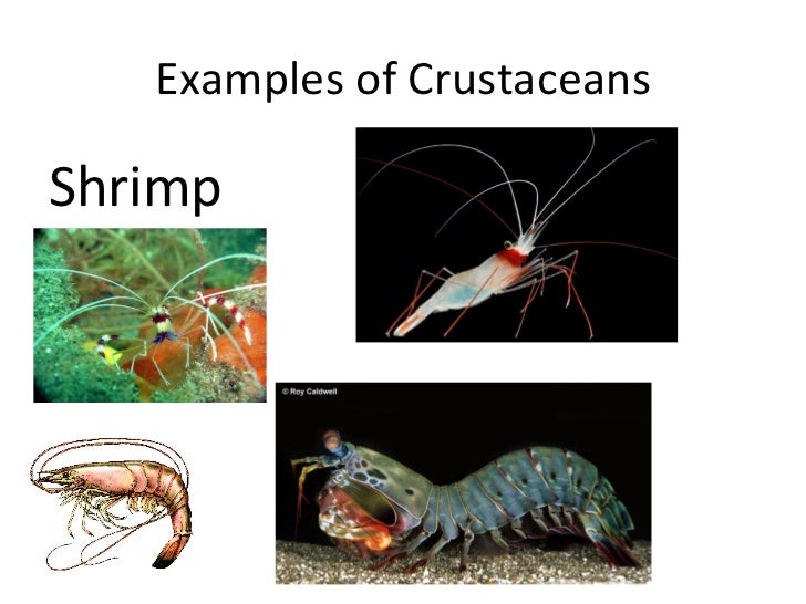 Crustacean powerpoint