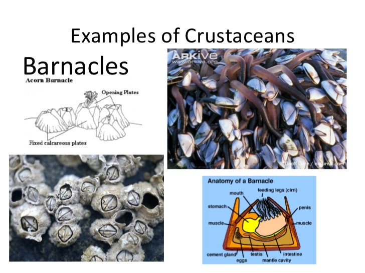 Crustaceans Meaning