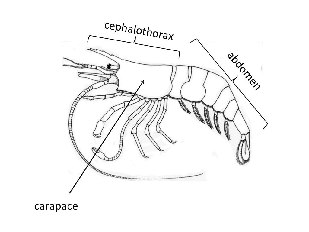 Crustacean Form And Function Of Internal Features