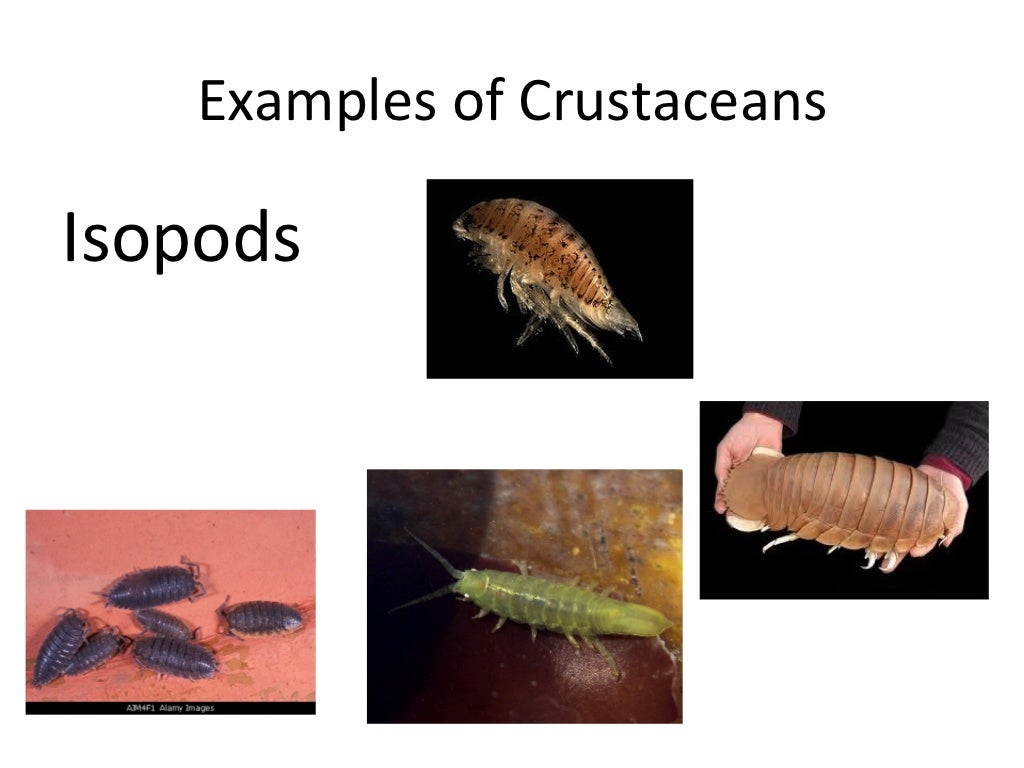 Crustaceans Meaning