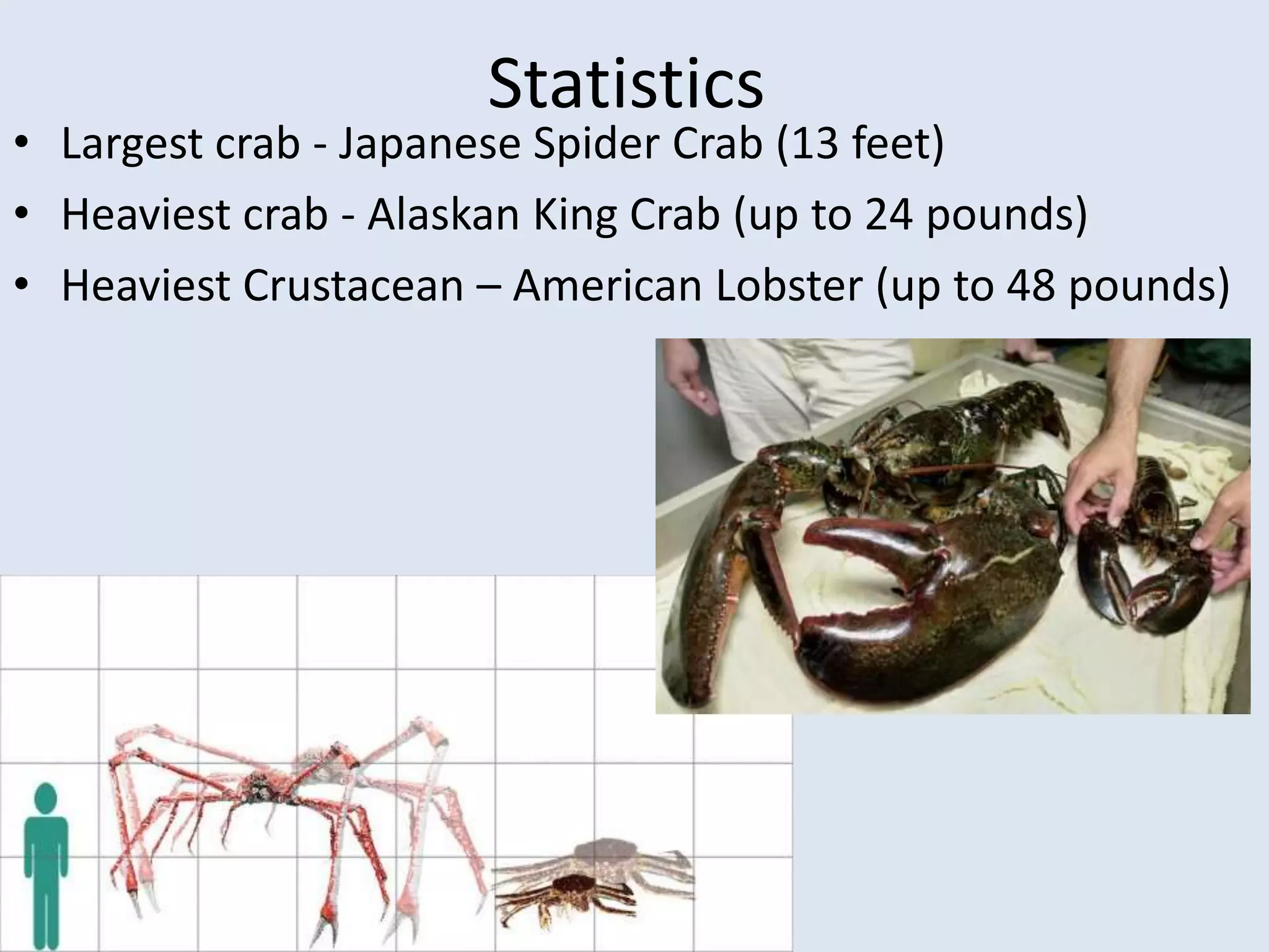 Crustaceans | PPTX