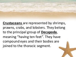 Crustaceans | PPT