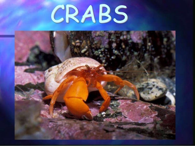 Crustaceans Meaning