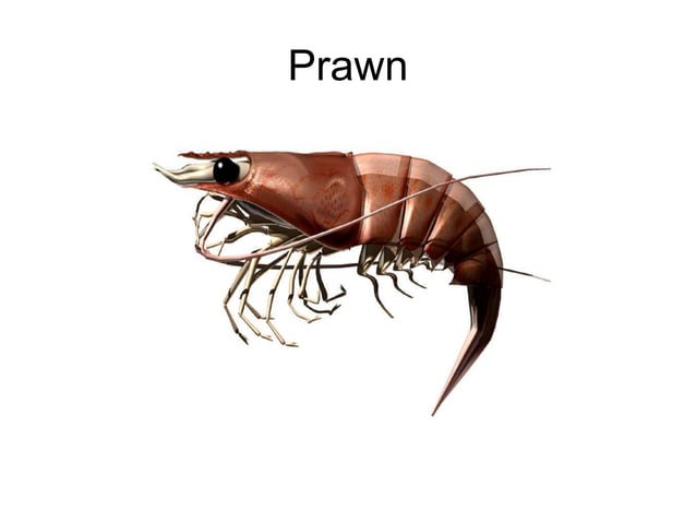 Crustaceans & molluscs | PPSX