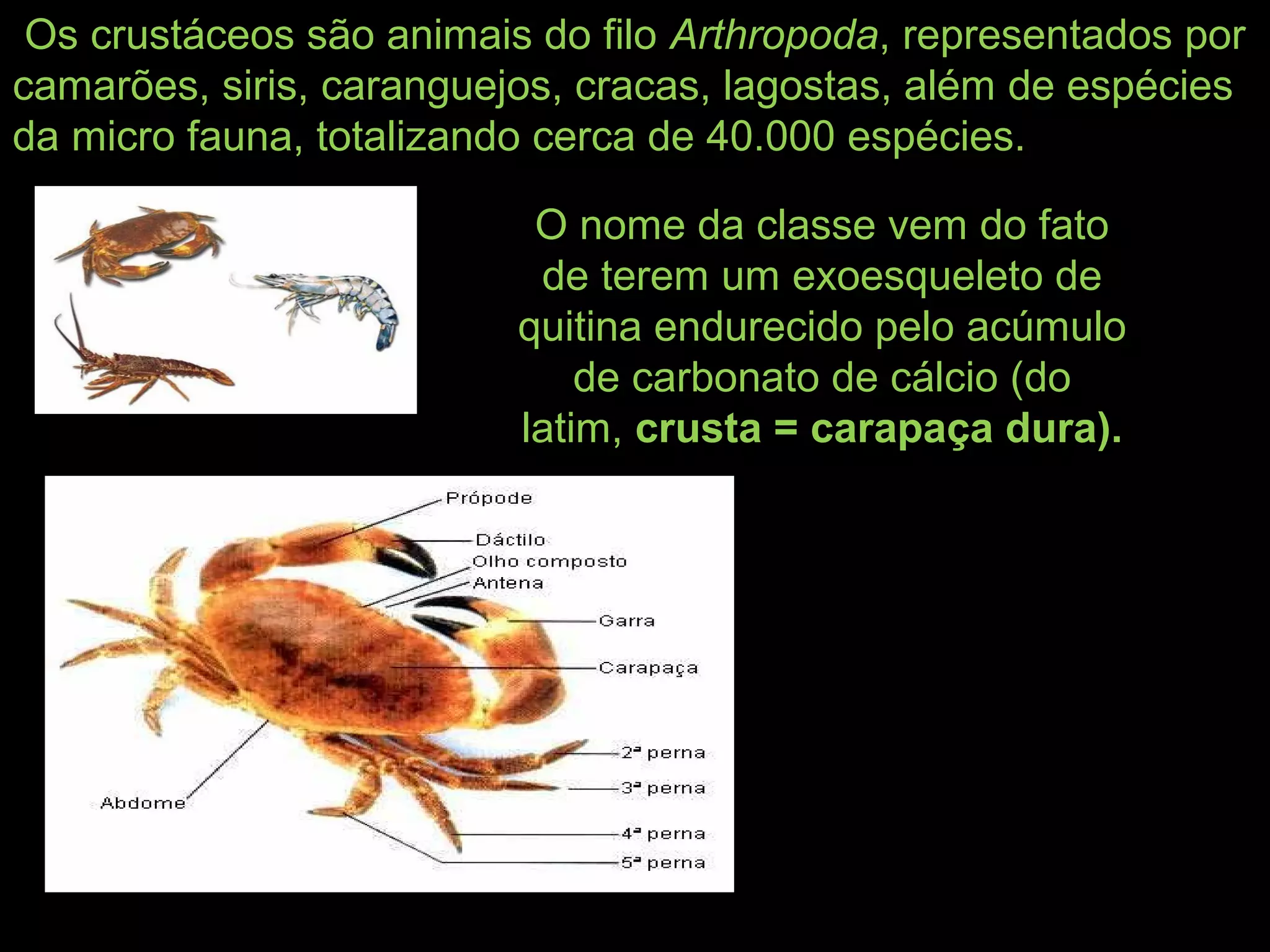 Crustaceos | PPT | Fish and Aquariums | Pets