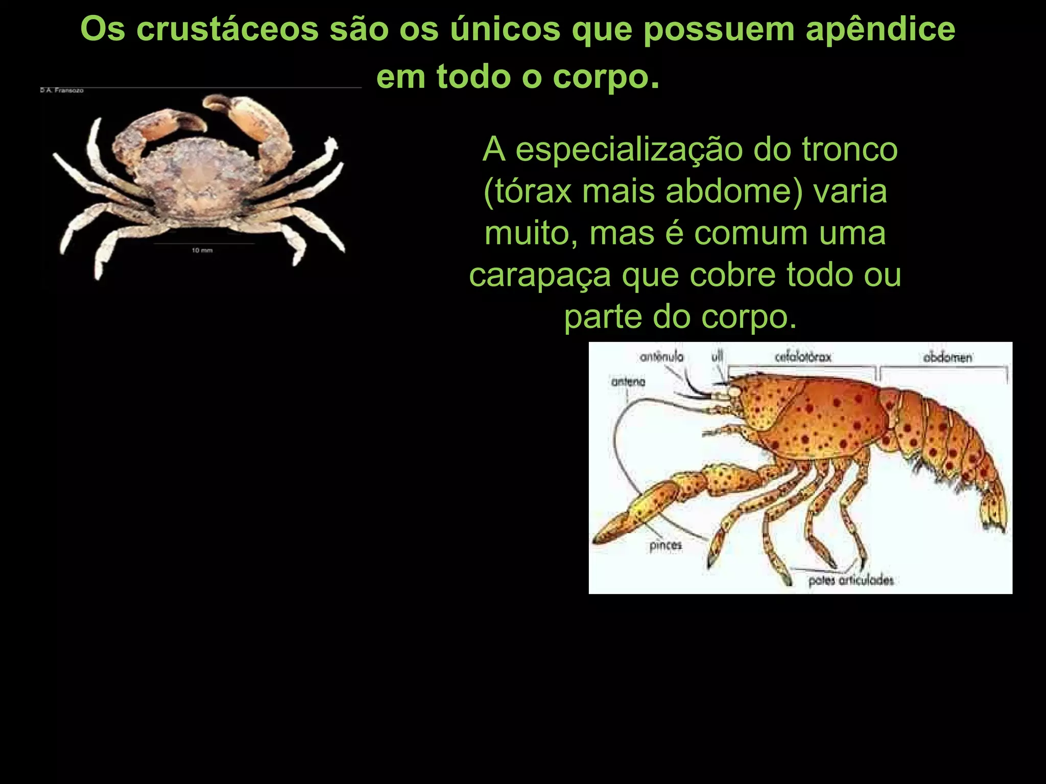 Crustaceos | PPT | Fish and Aquariums | Pets
