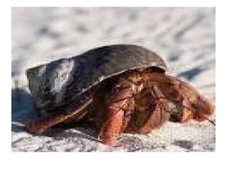 Crustaceos | ODP