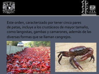 Crustaceos | PPTX