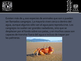 Crustaceos | PPTX