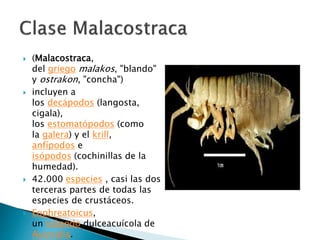 Crustaceos by Pamela Muso | PPTX