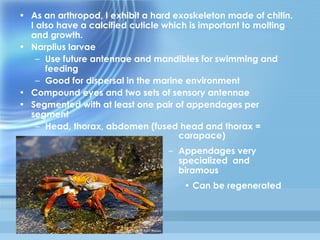 Crustaceans | PPT