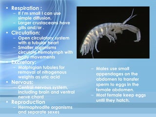 Crustaceans | PPT