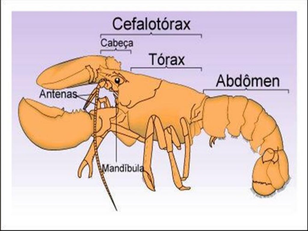 Crustáceos decapodas