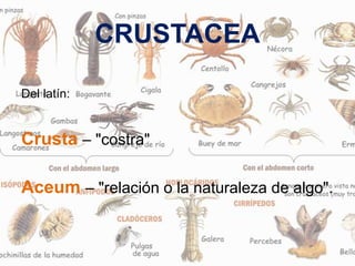 Crustáceos