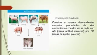 CRUZAMIENTOS-PORCINOS.pptx