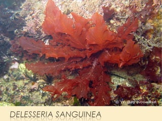 Crvene alge-Rodophyta | PPT