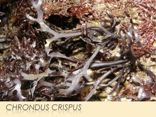 Crvene alge-Rodophyta | PPT