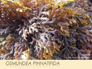 Crvene alge-Rodophyta | PPT