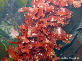 Crvene alge-Rodophyta | PPT