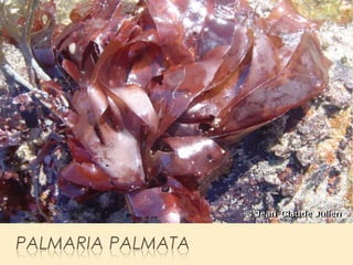 Crvene alge-Rodophyta | PPT