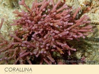 Crvene alge-Rodophyta | PPT