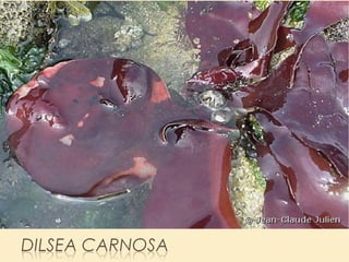 Crvene alge-Rodophyta | PPT