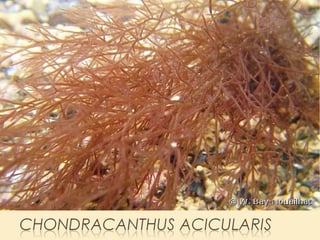 Crvene alge-Rodophyta | PPT